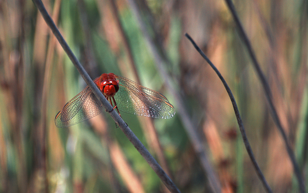 Devil's bug (libellula) - Showcase - discuss.pixls.us