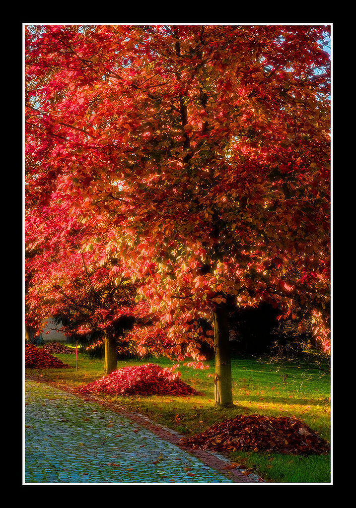 November trees in the park - Play Raw - discuss.pixls.us