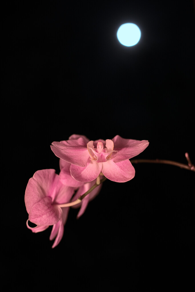 Orchid and a full moon - Play Raw - discuss.pixls.us