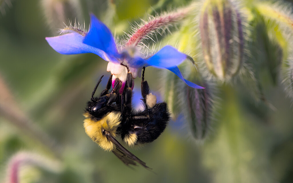 bumble bee borage - Play Raw - discuss.pixls.us