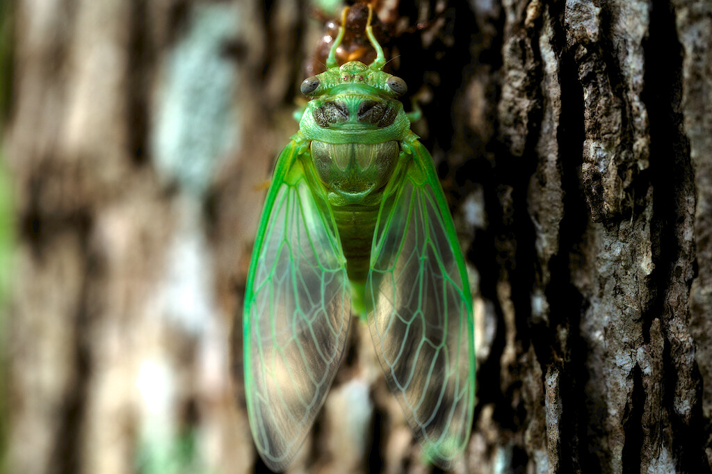 Emerging Cicada - Play Raw - discuss.pixls.us