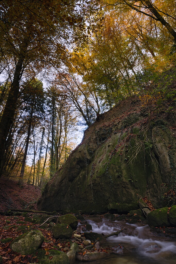 High contrast autumn forest scene - Play Raw - discuss.pixls.us