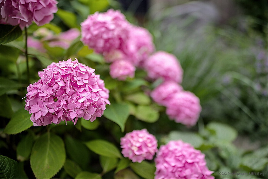 GMIC illustration on shallow DOF shots - Showcase - discuss.pixls.us