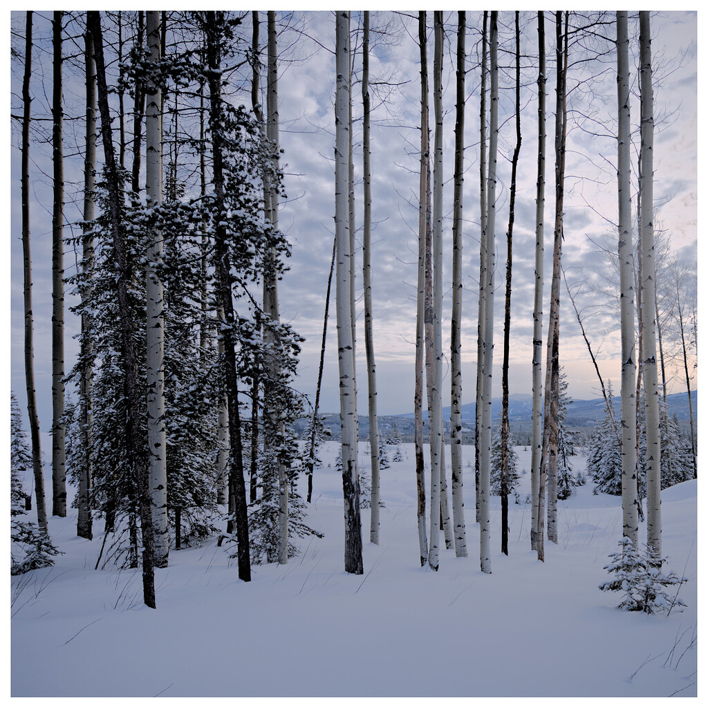 Aspen Stand - Play RAW - Play Raw - discuss.pixls.us