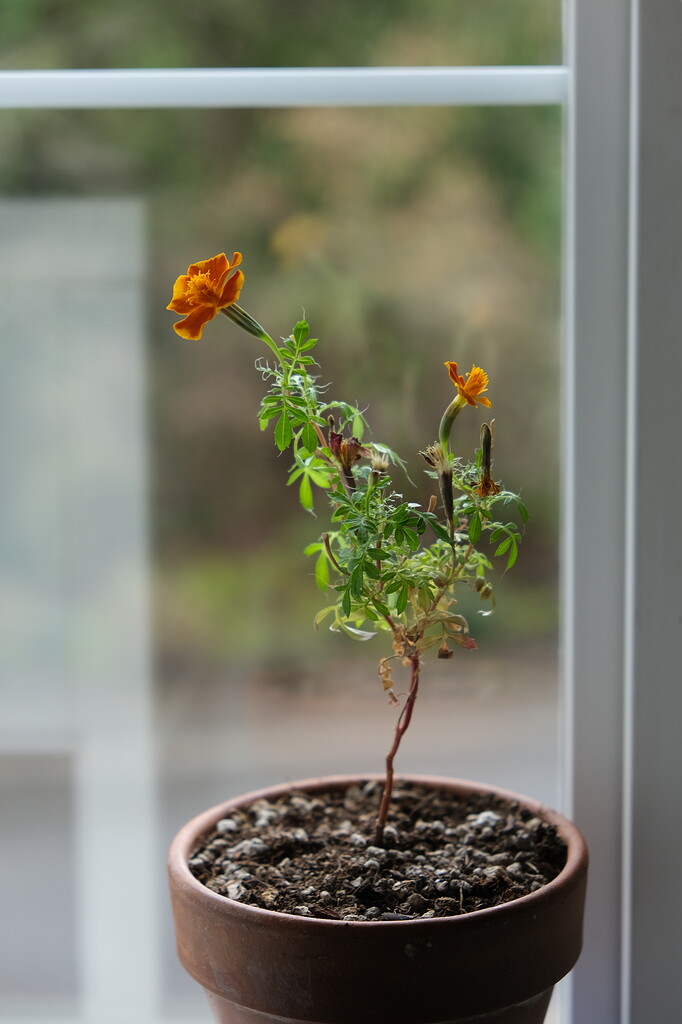 Tricky flower colors - Processing - discuss.pixls.us