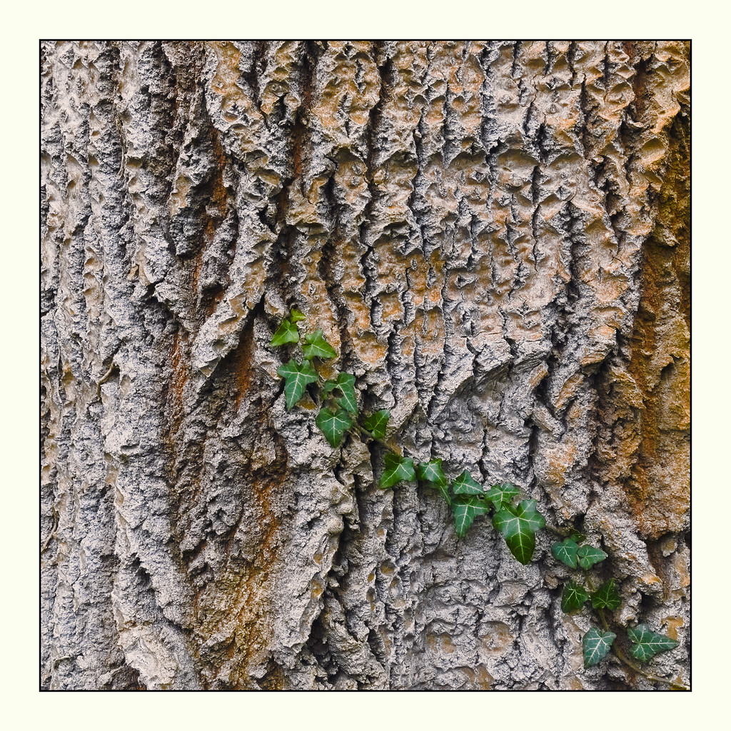 Texture, lines and colour. - Showcase - discuss.pixls.us