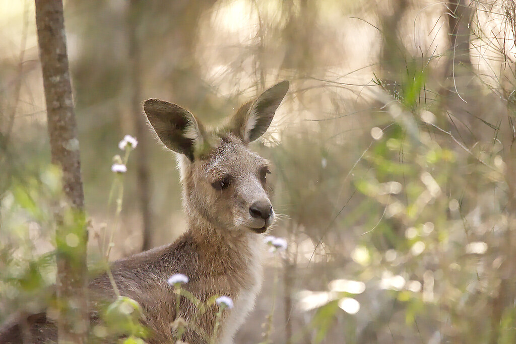 How best to depict shy roo? - Play Raw - discuss.pixls.us