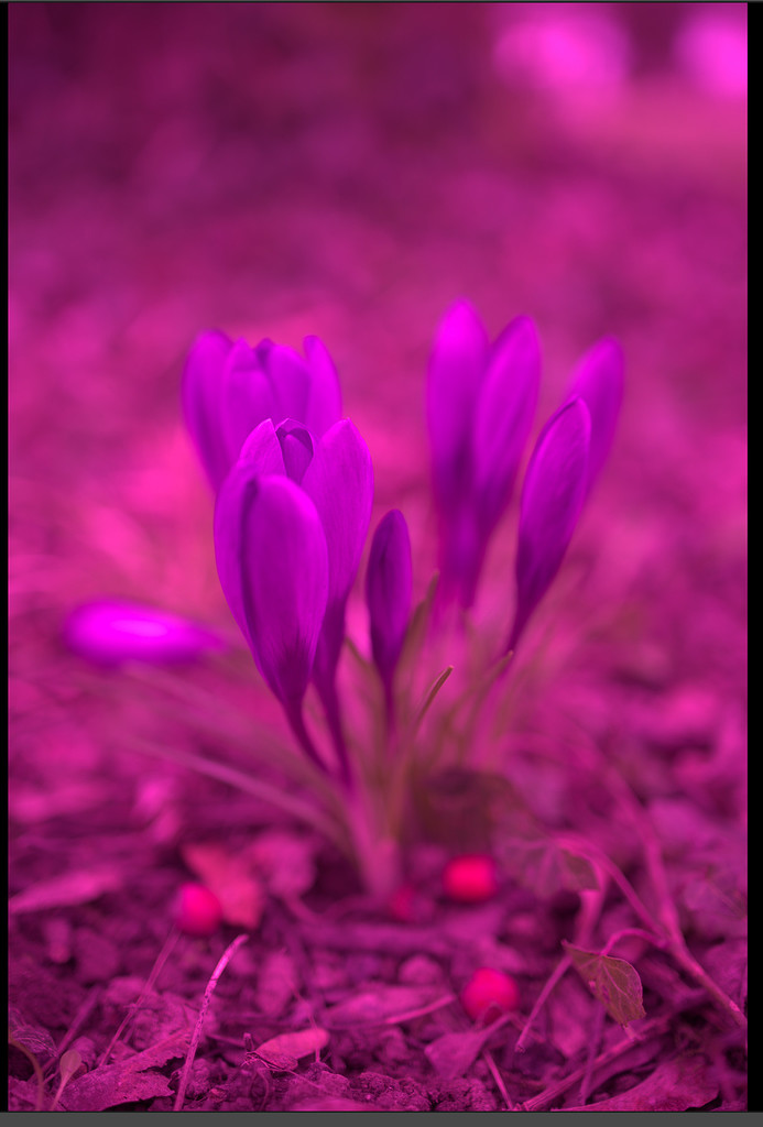 False color Canon CR3 file (ART 1.8.2) - ART - discuss.pixls.us
