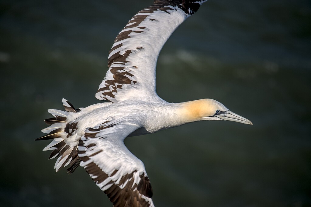 A gannet in the air - Play Raw - discuss.pixls.us
