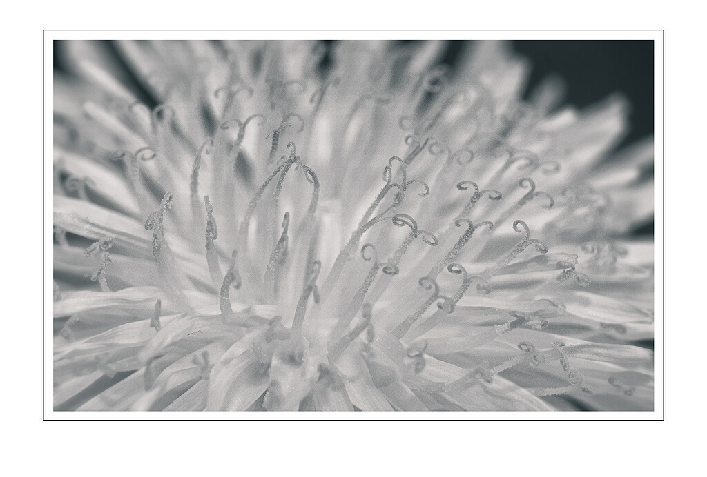 Dandelion flower, diffuse or sharpen "line drawing" - Showcase ...