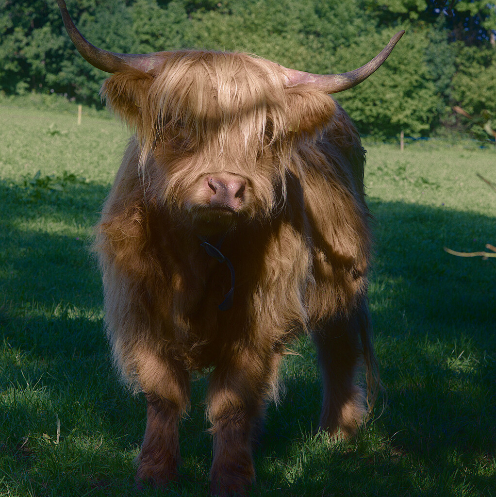 Hairy Bavarian Bull - Play Raw - discuss.pixls.us