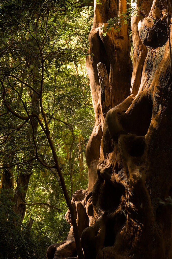 Arrayán in the forest - Critique - discuss.pixls.us