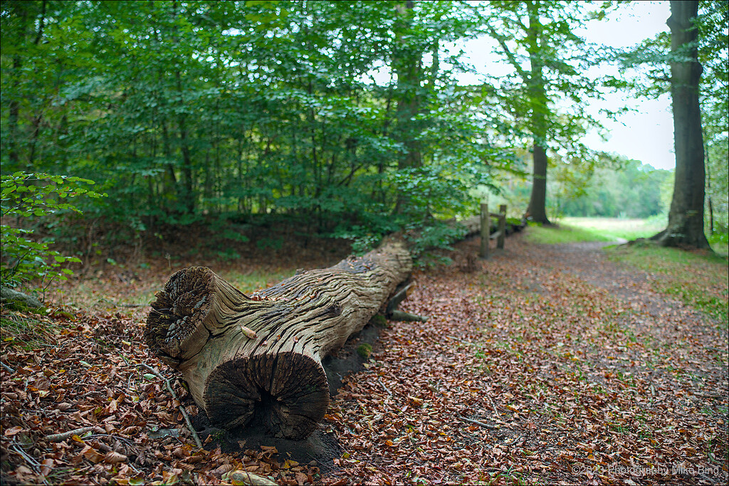 GMIC filter edited - Software - discuss.pixls.us