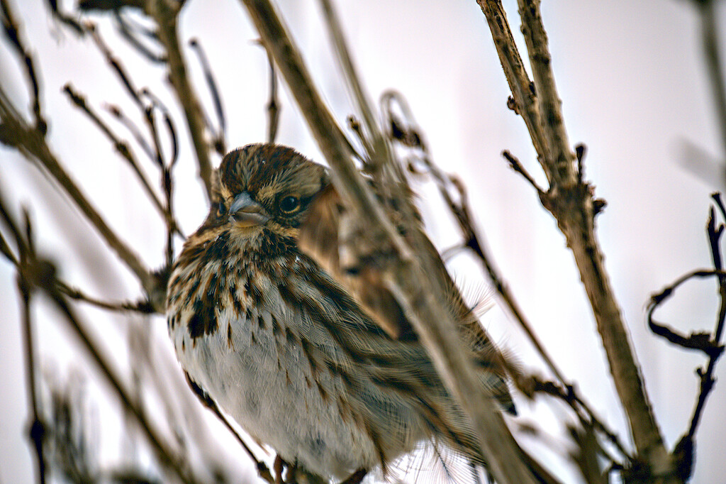 Sammy the Song Sparrow - Play Raw - discuss.pixls.us