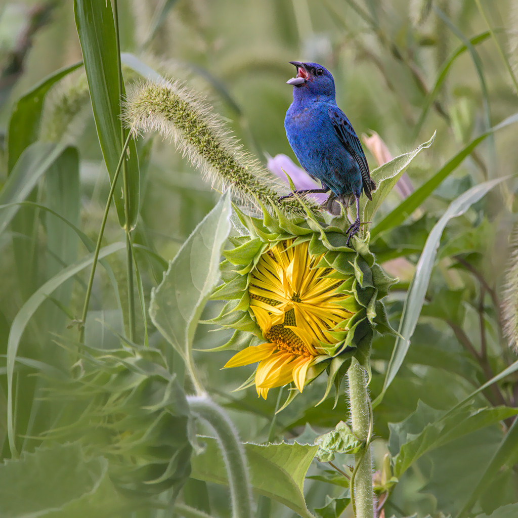 Indigo Bunting returns to the Sunflower Field! - Play Raw - discuss ...