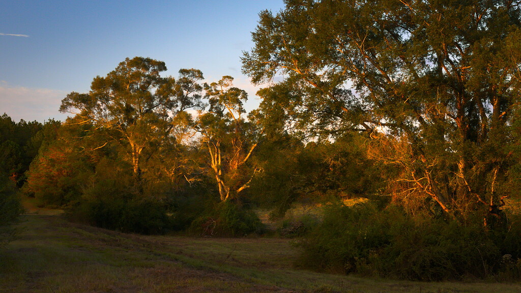 Warm sunset light in southern Mississippi - Play Raw - discuss.pixls.us