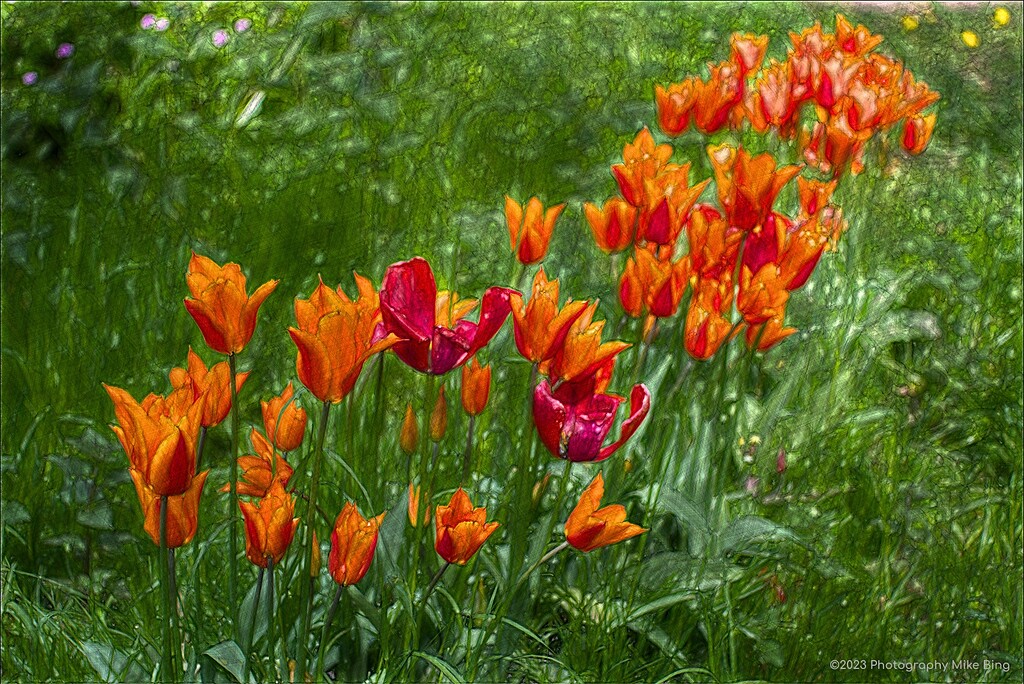 GMIC from a bash script - Showcase - discuss.pixls.us