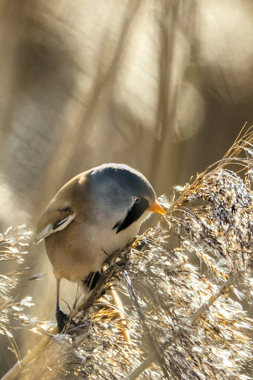 Bearded reedling - Play Raw - discuss.pixls.us