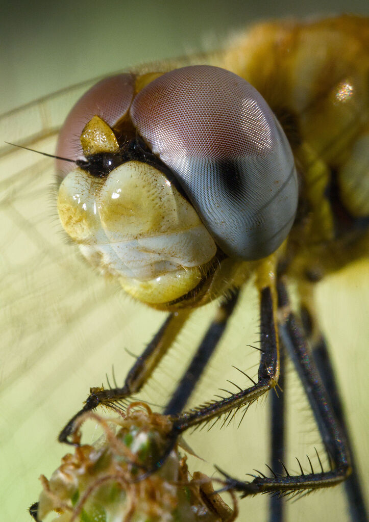 Dragonfly Macro - Play Raw - discuss.pixls.us