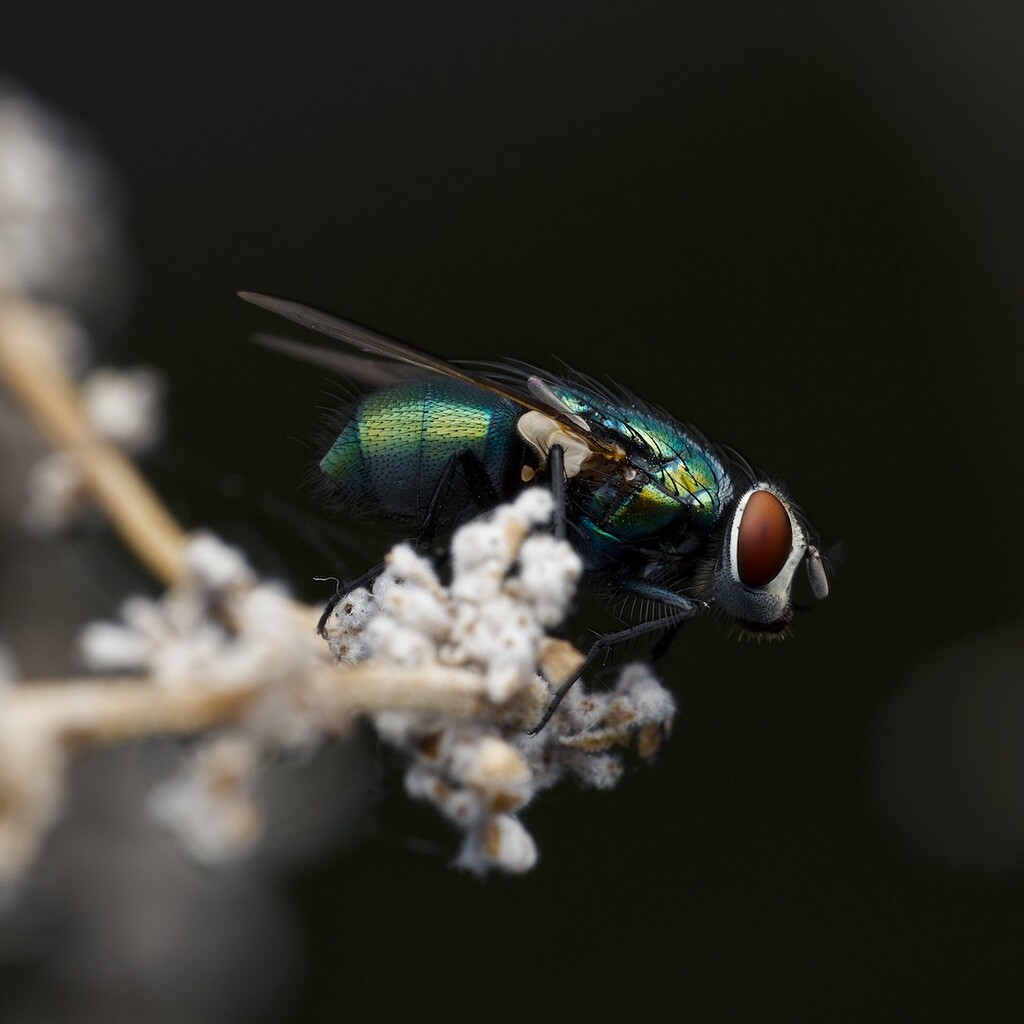 Sharpening shootout: Fly ready for takeoff - Play Raw - discuss.pixls.us