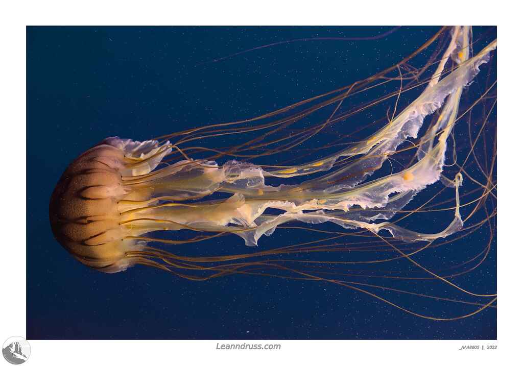 Which is the real color of the jellyfish? - Play Raw - discuss.pixls.us