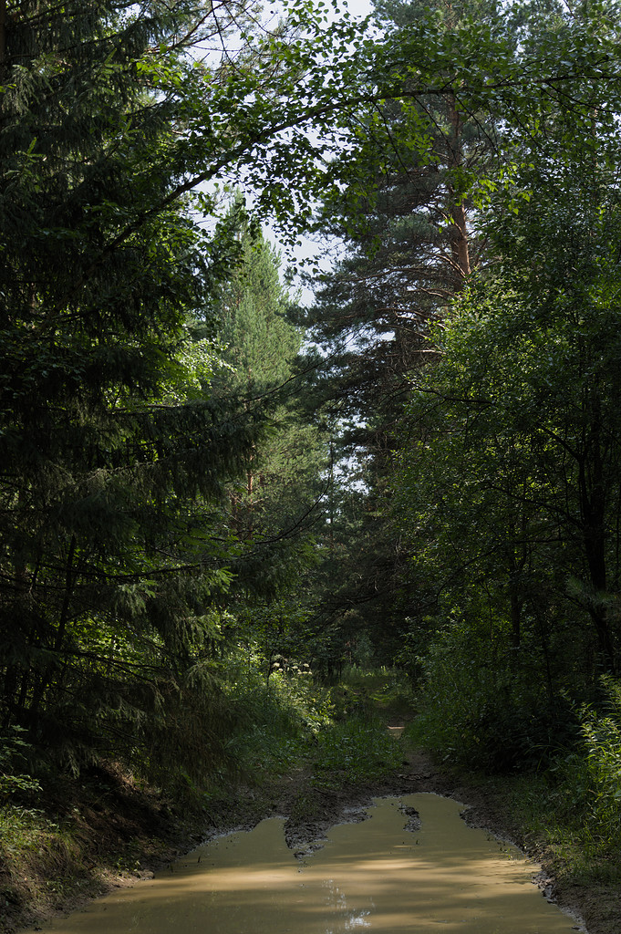 High contrast forest scene - Play Raw - discuss.pixls.us