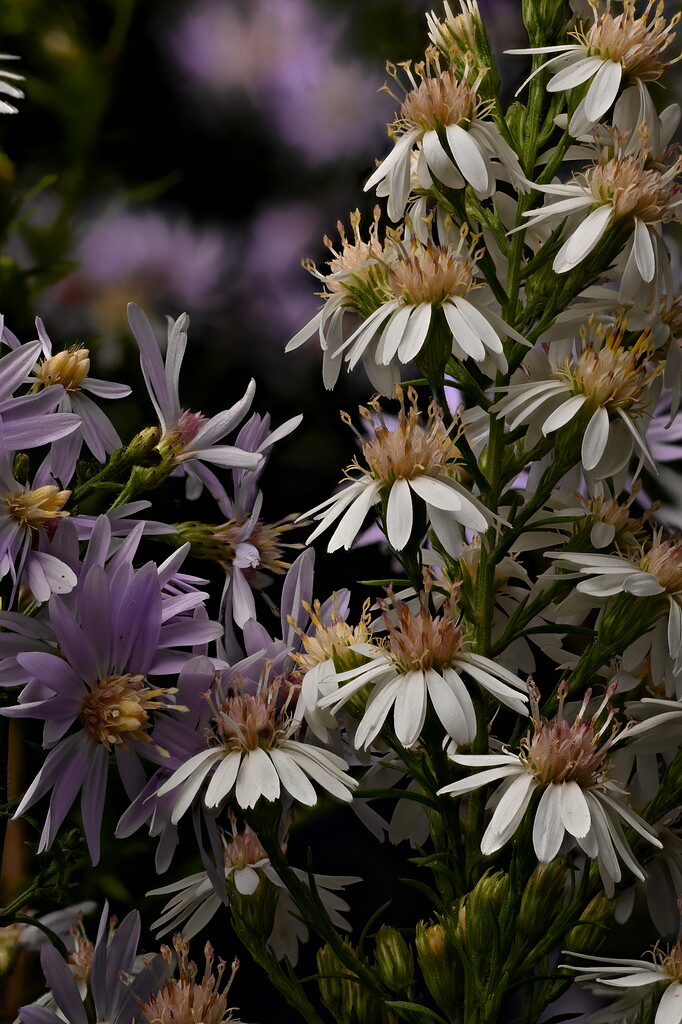 Learning and Using Complementary programs - Software - discuss.pixls.us