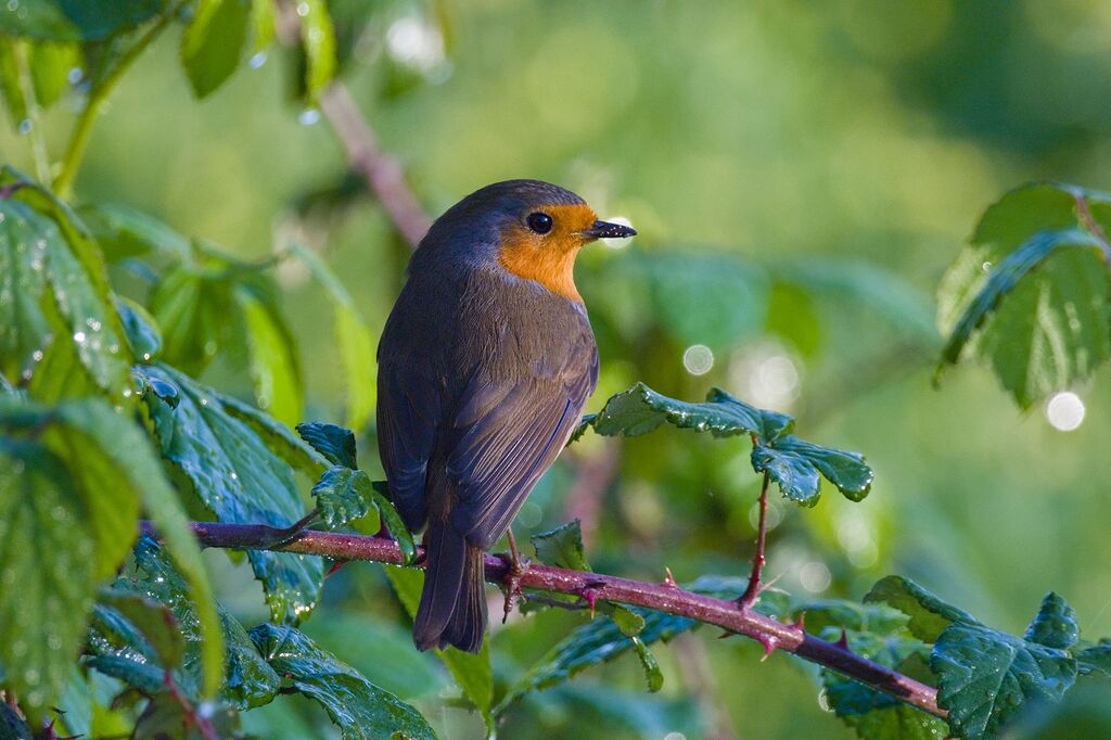 Robin by the thorns - Play Raw - discuss.pixls.us
