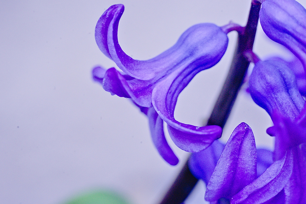 Wacky colours in output - RawTherapee - discuss.pixls.us