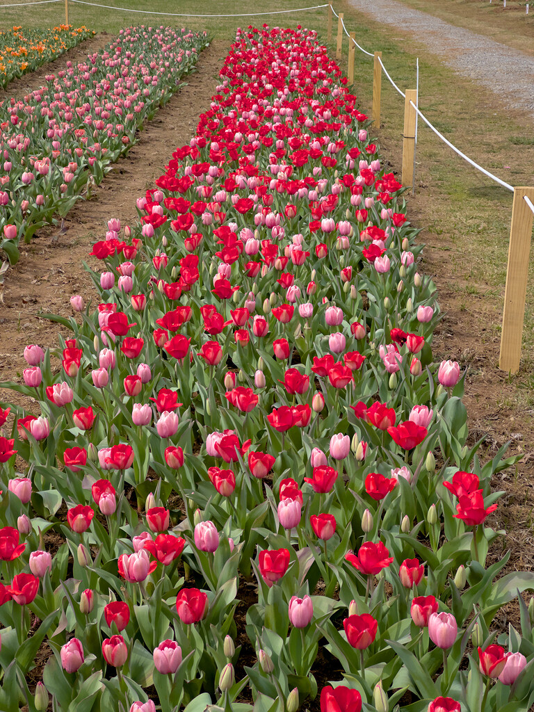 At a small, local tulip festival - Play Raw - discuss.pixls.us