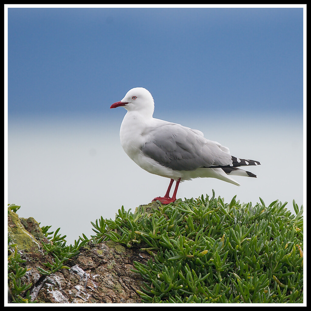 Another anniversary - ok, but the seagull is unimpressed! - Showcase ...