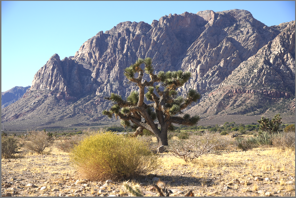 Joshua Tree / Mojave Desert - Play Raw - discuss.pixls.us
