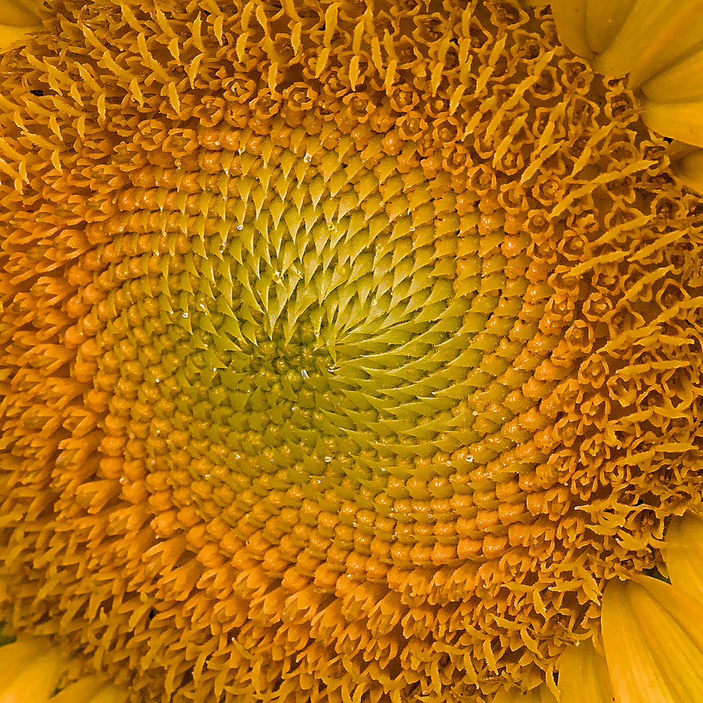 That elusive sunflower core pattern - Play Raw - discuss.pixls.us