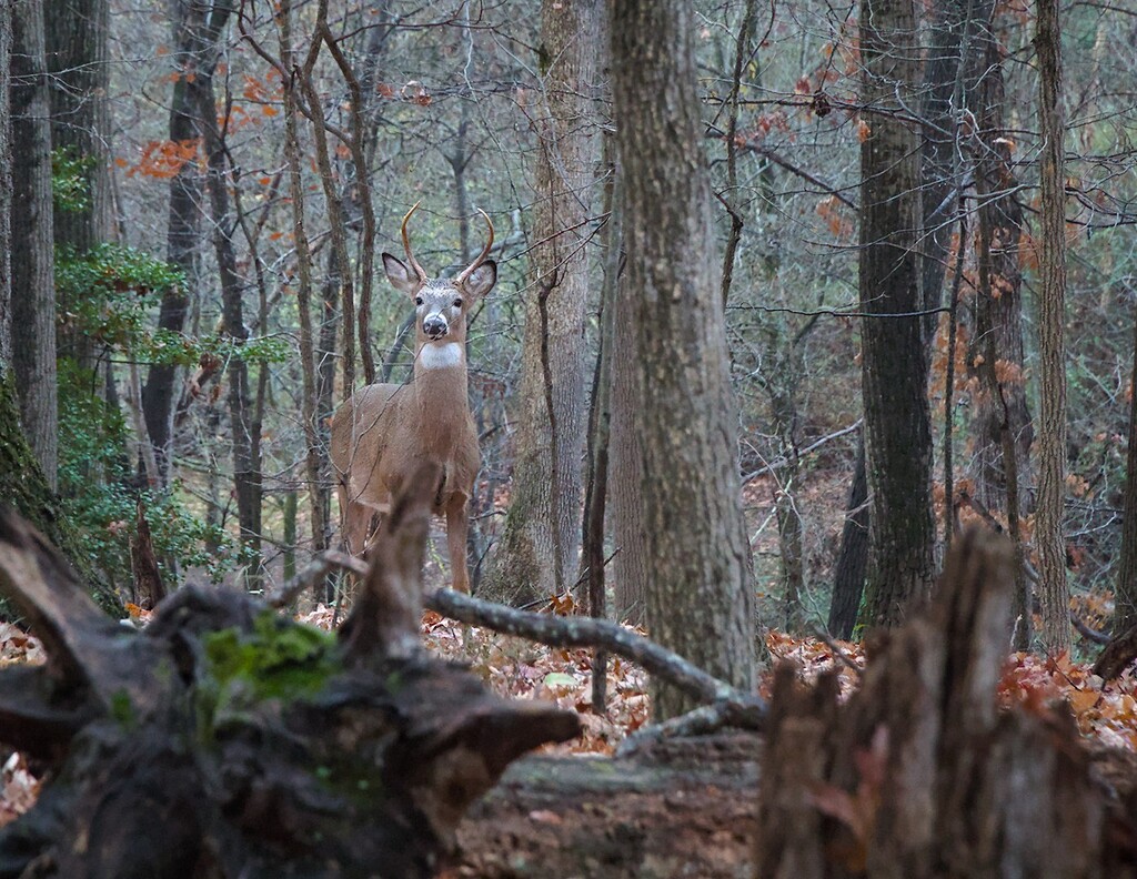 Chance encounter on a morning walk - Play Raw - discuss.pixls.us