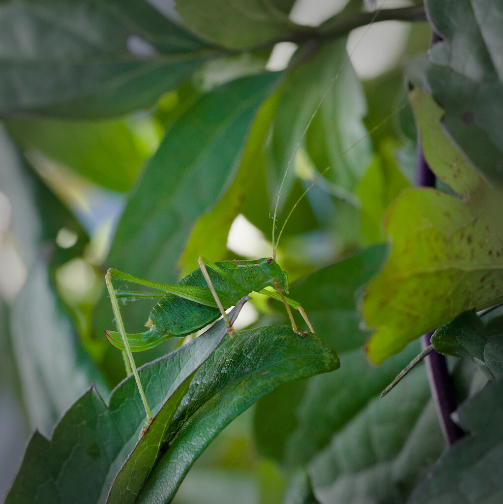 Yet another speckled bush-cricket macro - Play Raw - discuss.pixls.us