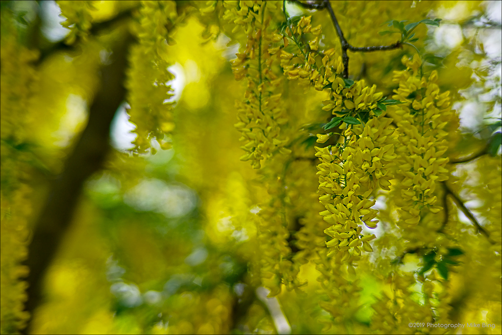 Yellow riot with f1.2 lens - Darktable and Gimp - Showcase - discuss ...