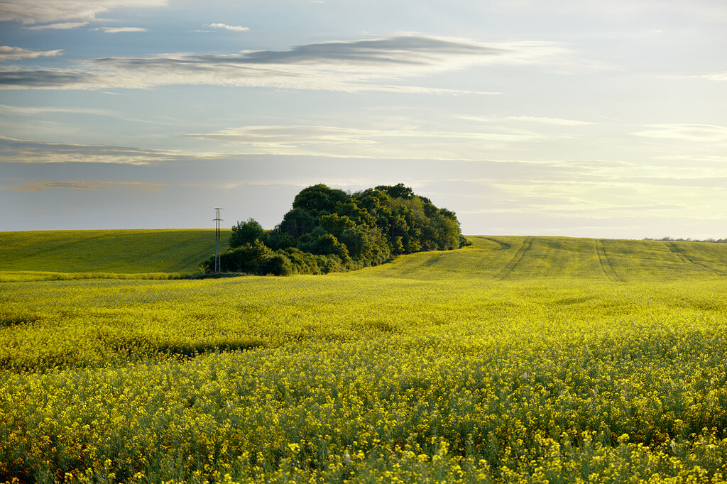 rapeseed field: How do I separate yellow from green? - Play Raw ...