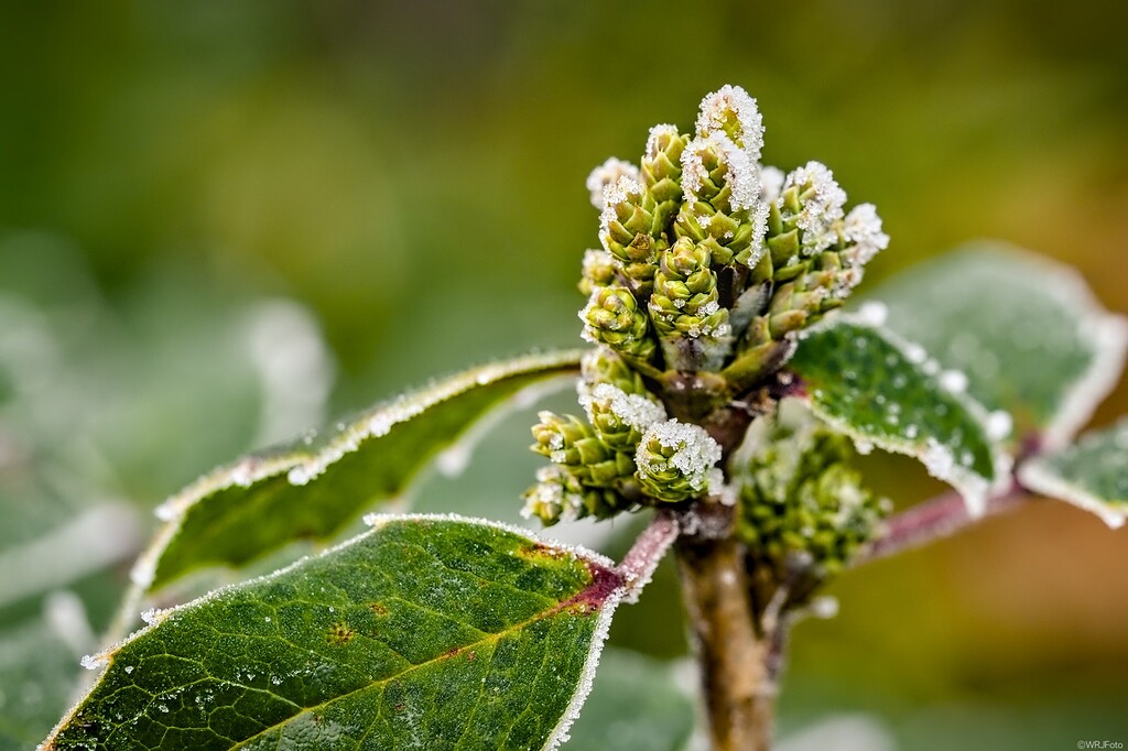 Snowball development - Play Raw - discuss.pixls.us