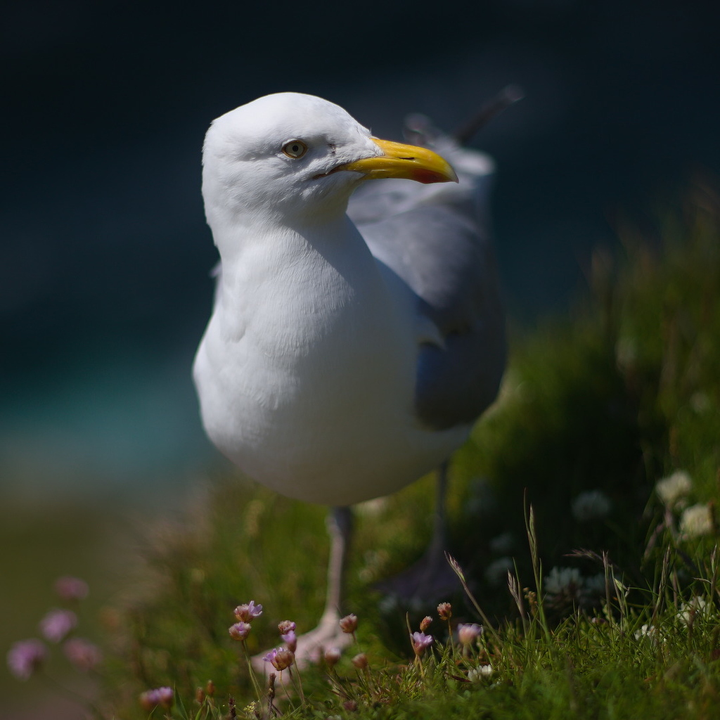 [Play Raw] Seagull - Play Raw - discuss.pixls.us