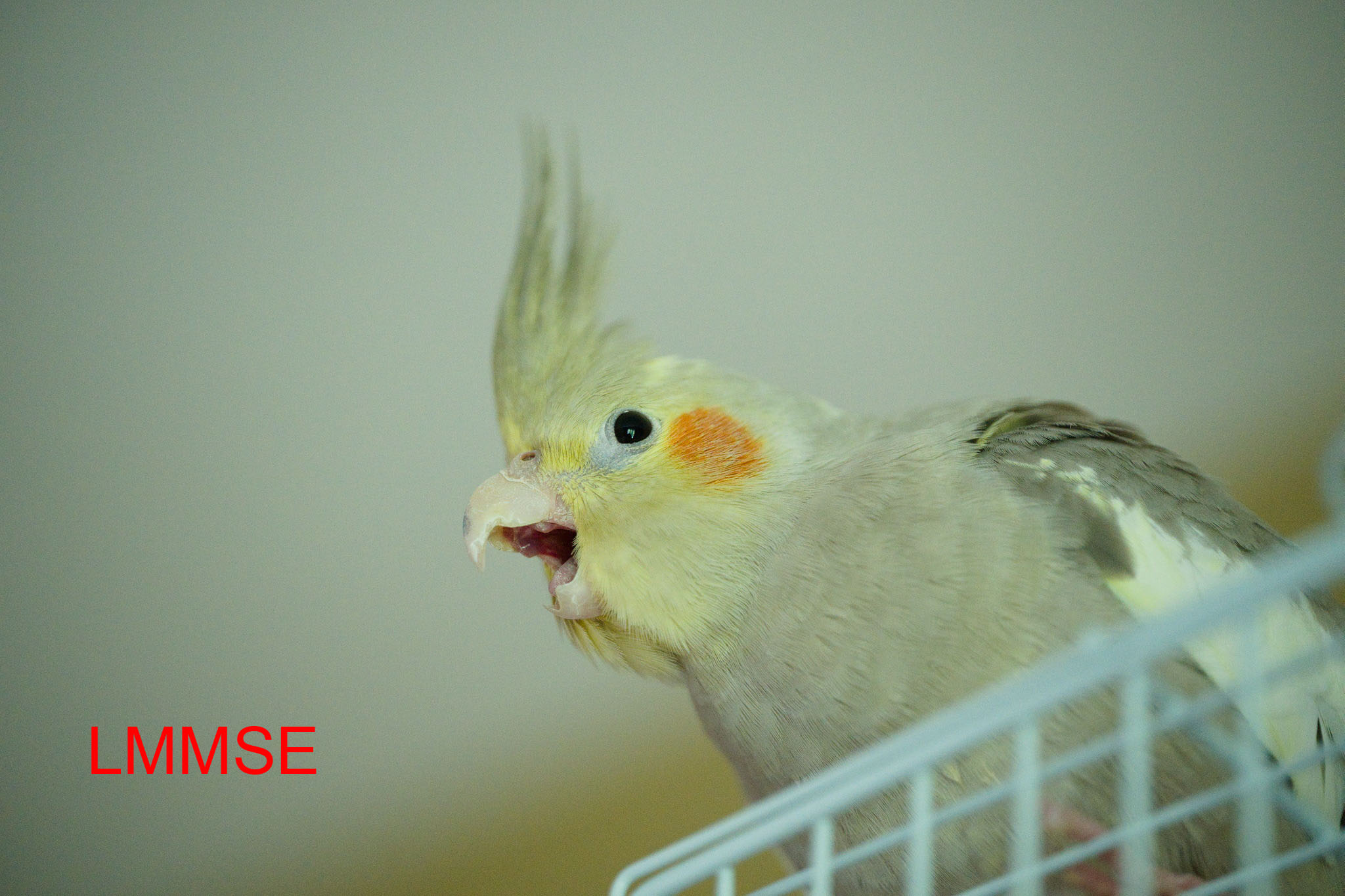 Temperature Correlation Changing with Demosaicing Algorithm - RawTherapee - discuss.pixls.us