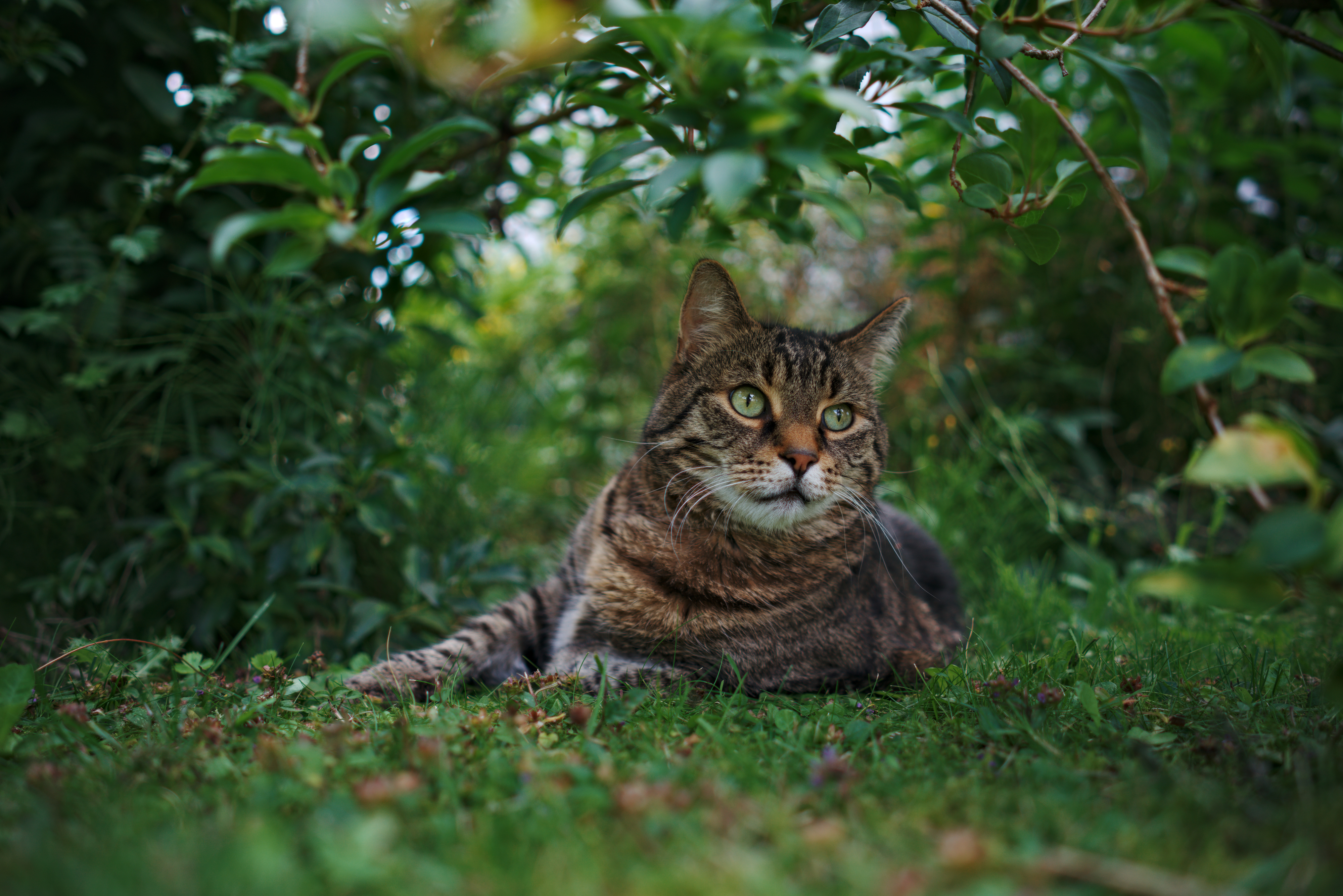 Big kitty in the brush - Play Raw - discuss.pixls.us