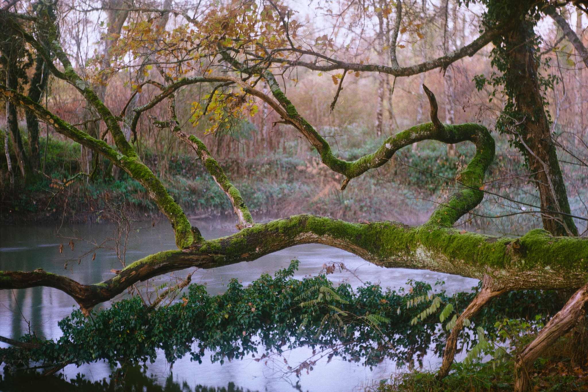 Tree above stream : digital & film - Play Raw - discuss.pixls.us