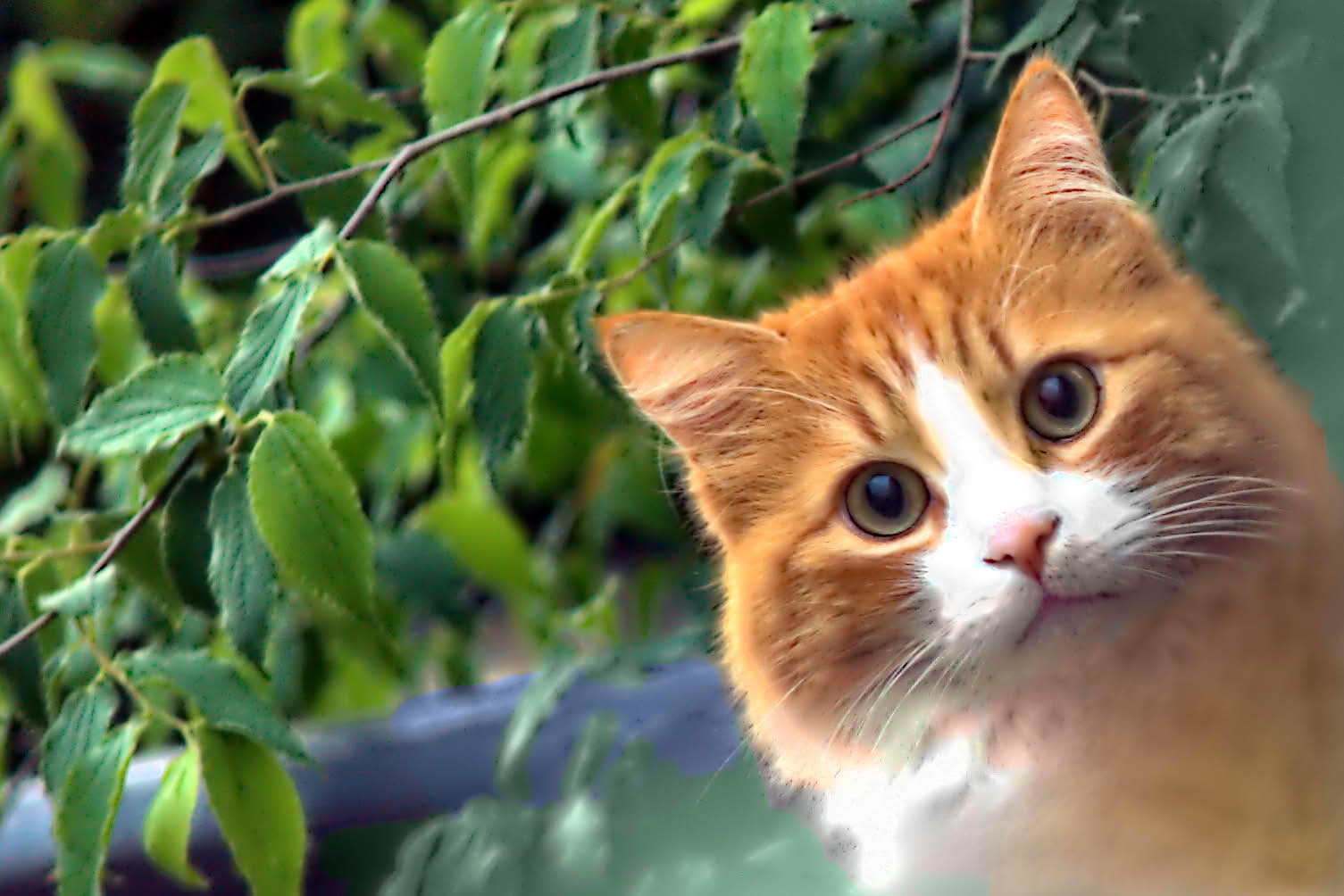 A "restless" cat. - Play Raw - discuss.pixls.us