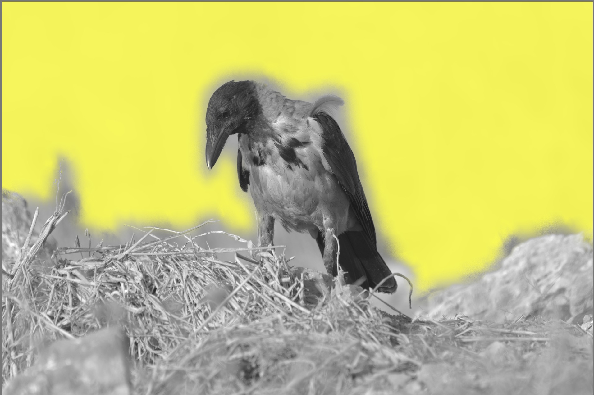 Lua Script: access to 'external mask' setting - darktable - discuss.pixls.us