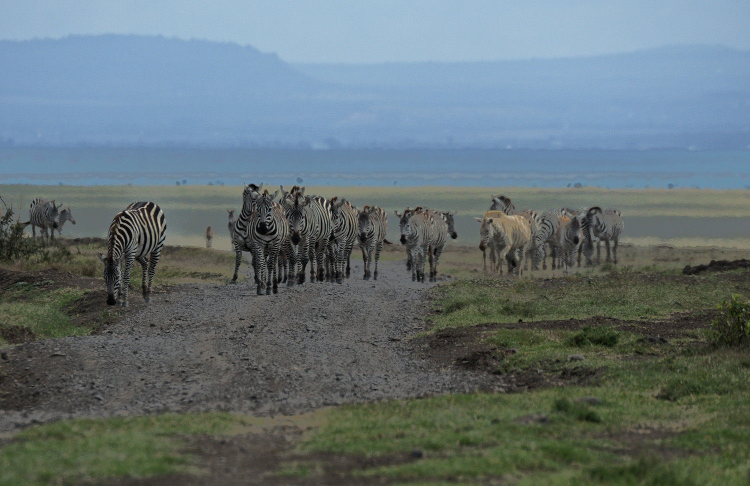 Zebras Crossing - Play Raw - discuss.pixls.us