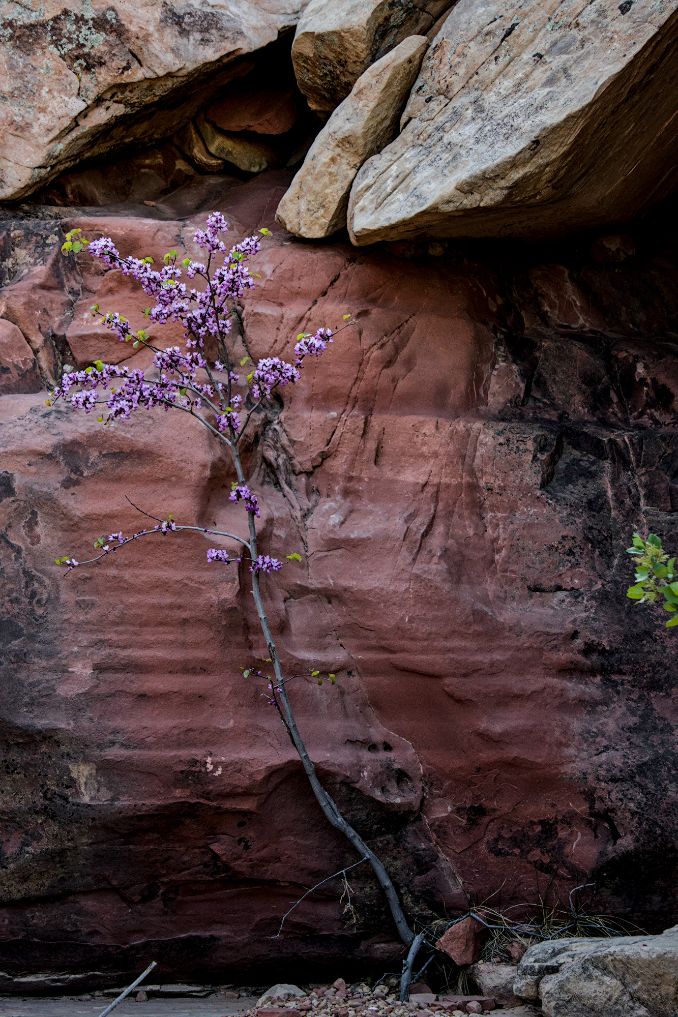 Western Redbud Blooming (Mojave Desert) - Play Raw - discuss.pixls.us