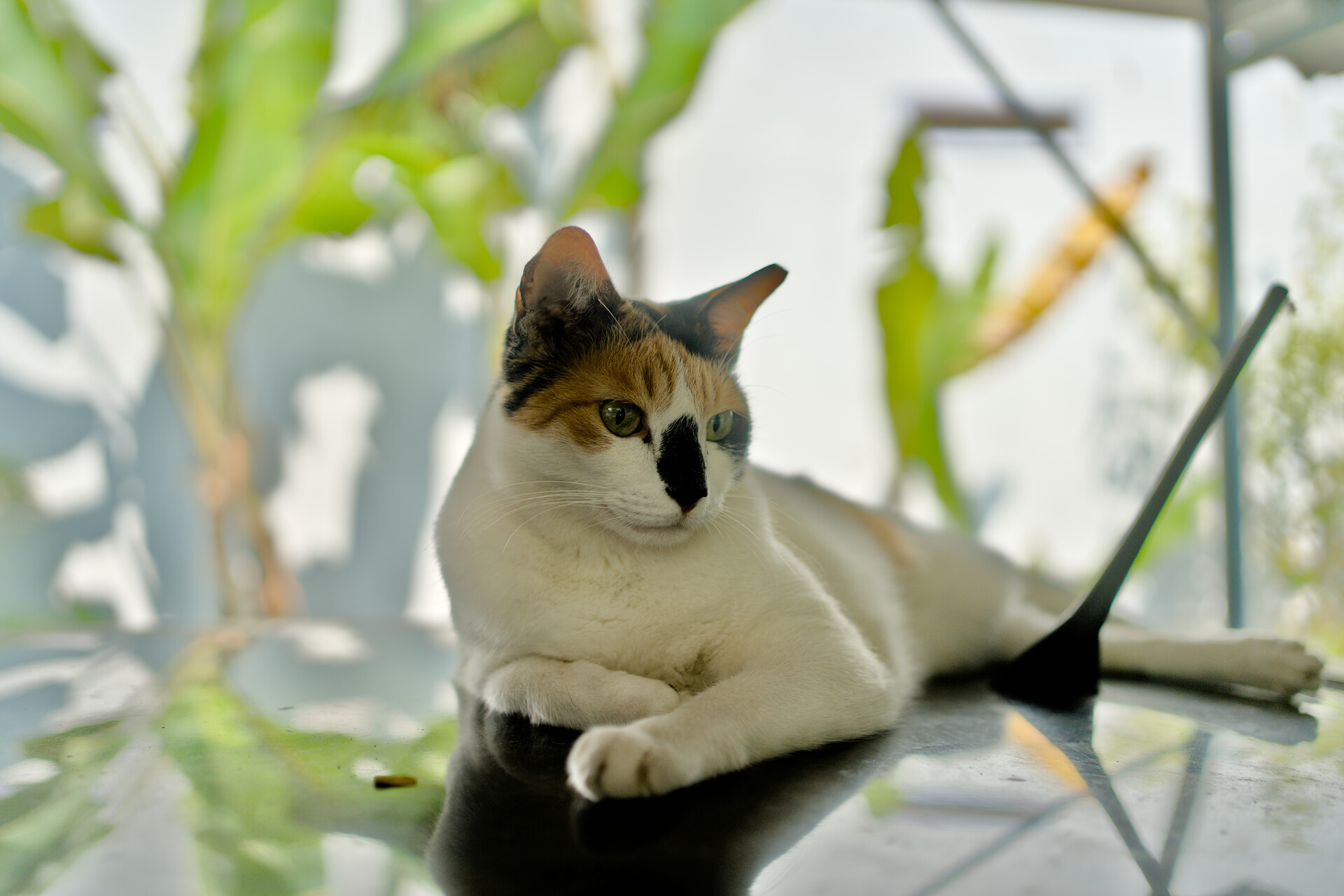 Dark cat; bright background - darktable - discuss.pixls.us