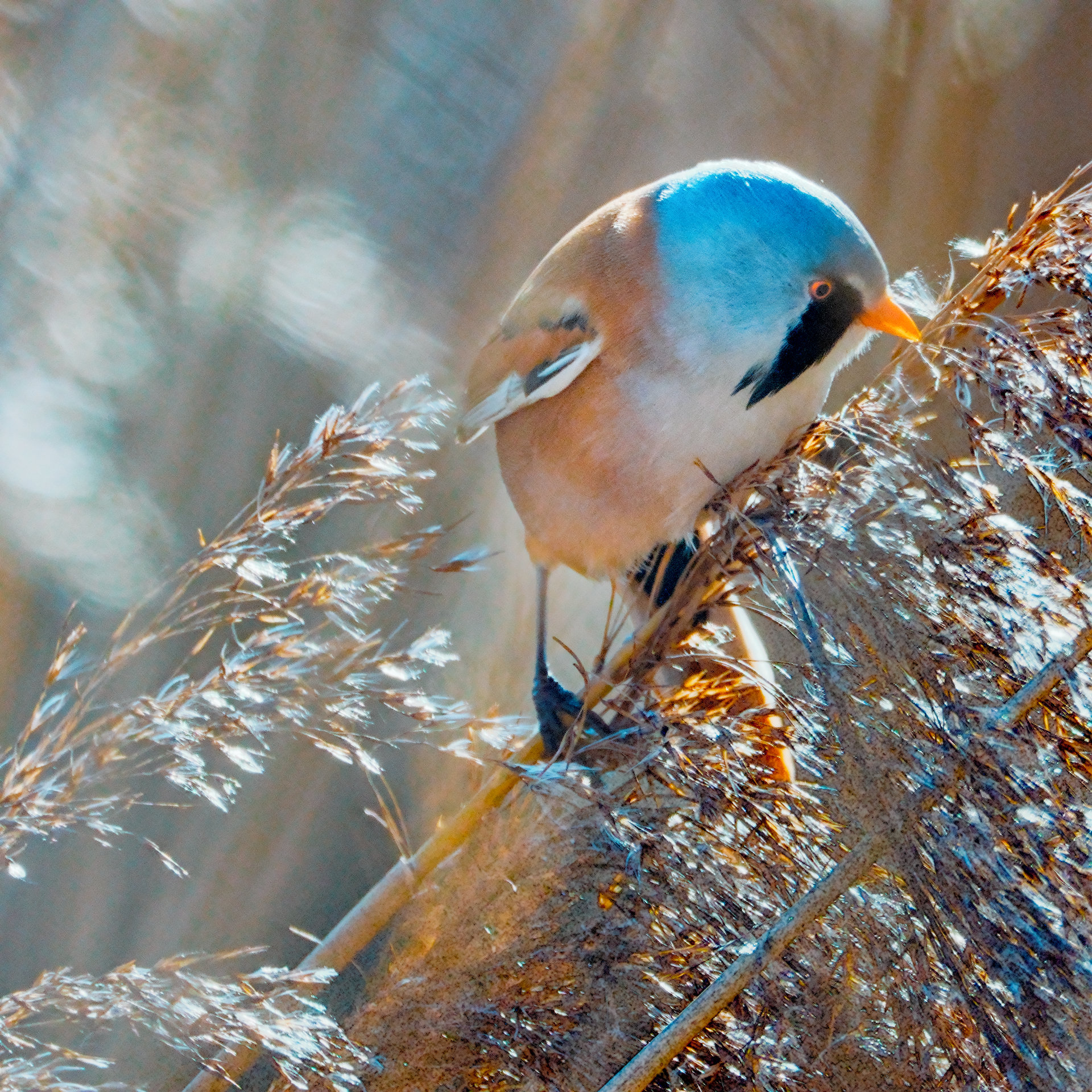 Bearded reedling - Play Raw - discuss.pixls.us