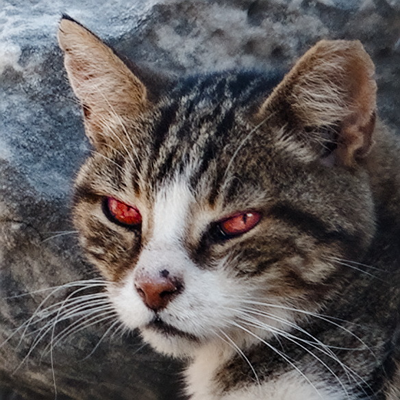 Ephesus - Türkiye - Play Raw - discuss.pixls.us