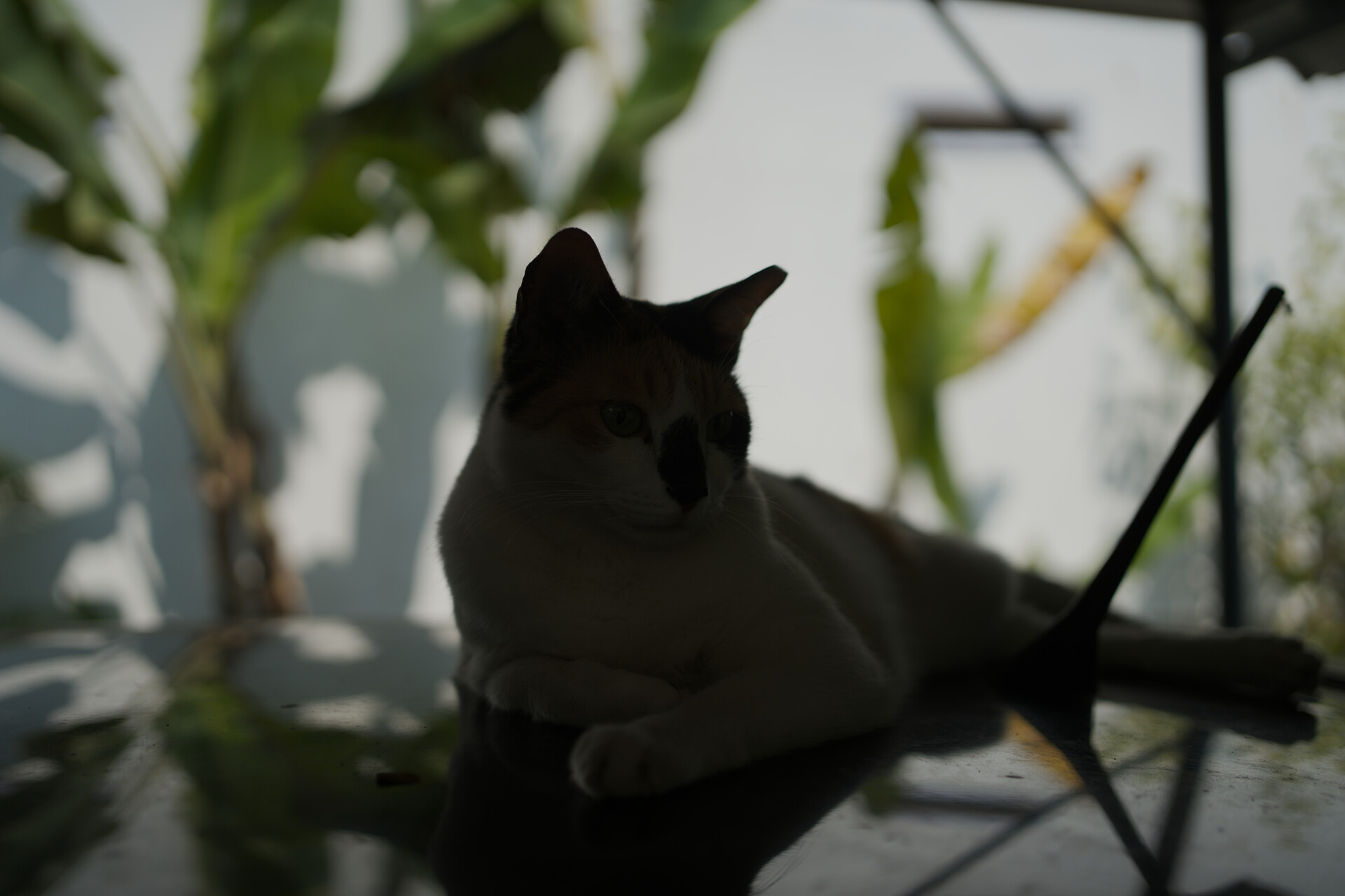 Dark cat; bright background - darktable - discuss.pixls.us